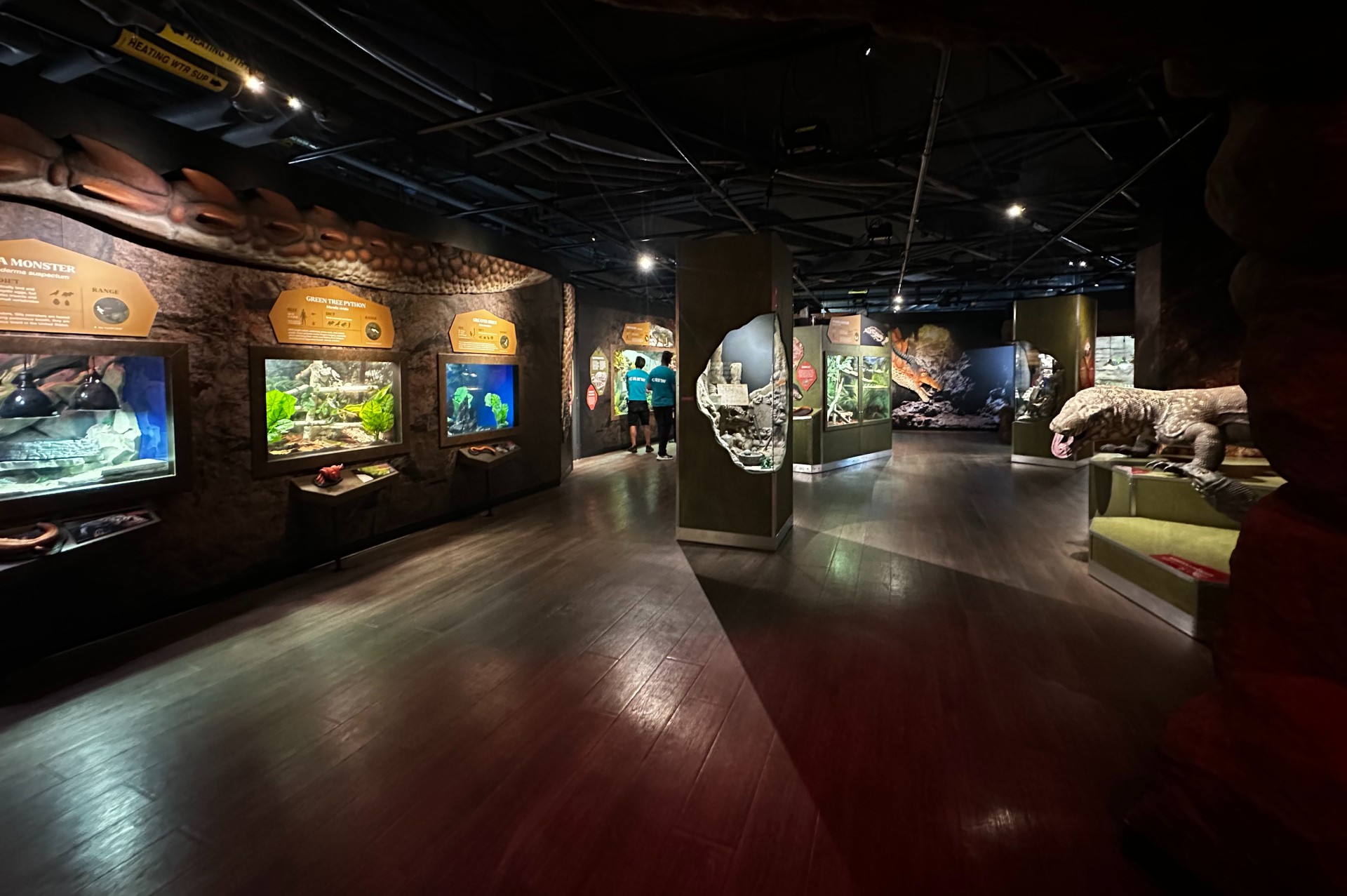 Dragons - Little Ray's Exhibitions
